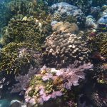 Siquijor reisgids: alles wat je moet weten over dit eiland