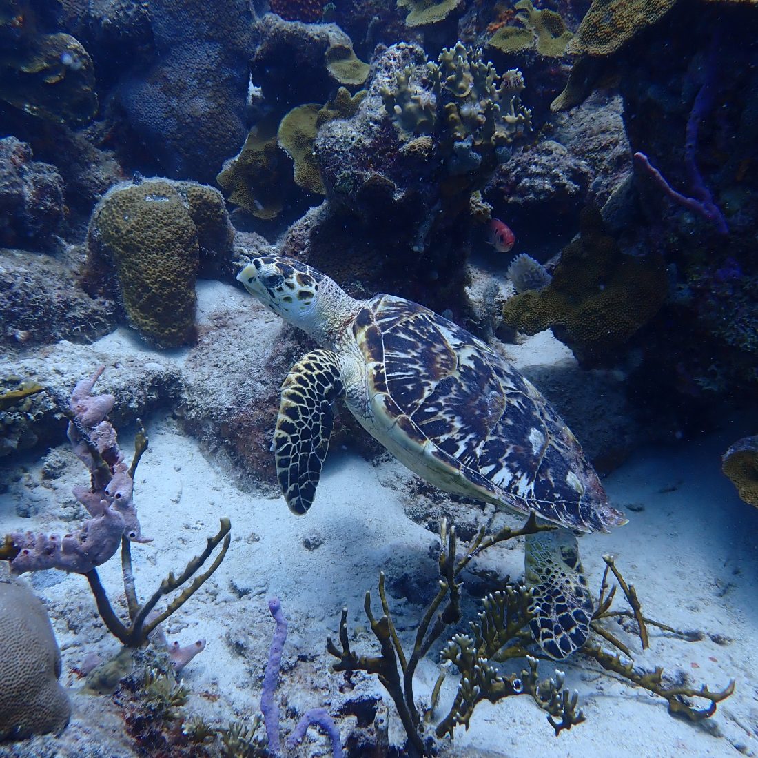 Duiken op Bonaire: de beste duikplekken van het eiland
