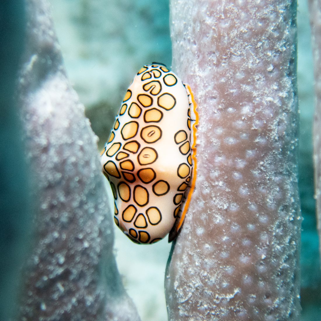 Duiken op Bonaire: de beste duikplekken van het eiland