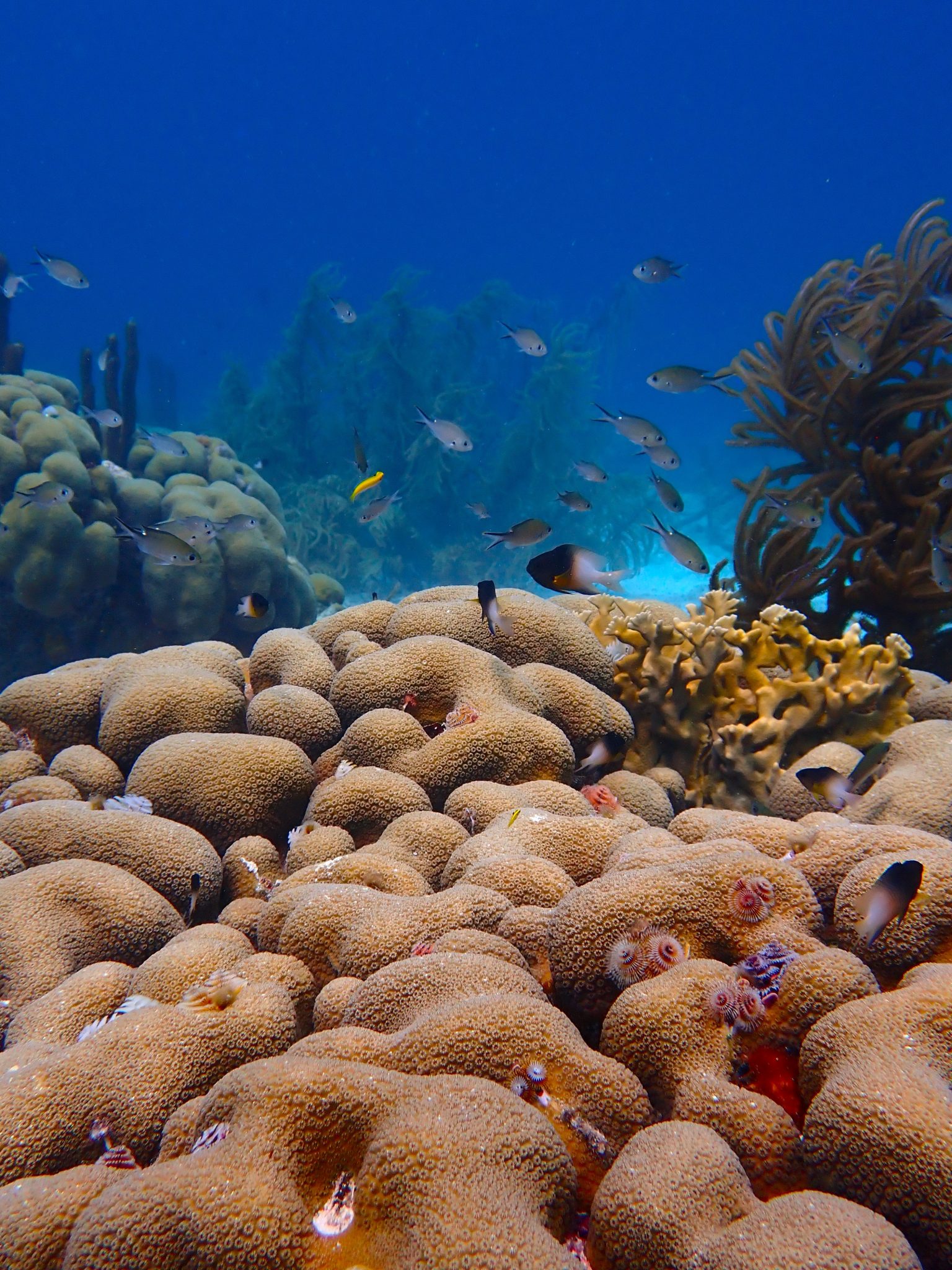 Duiken op Bonaire: de beste duikplekken van het eiland