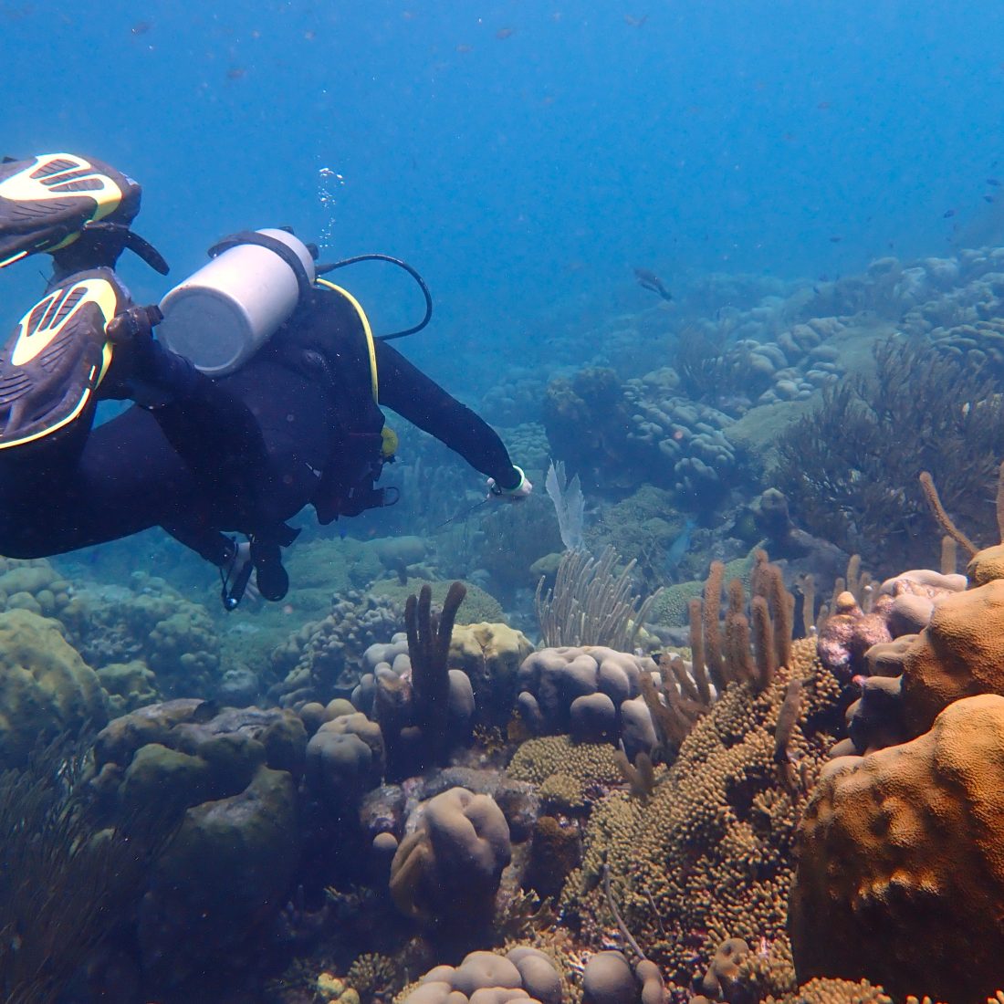 Duiken op Bonaire: de beste duikplekken van het eiland