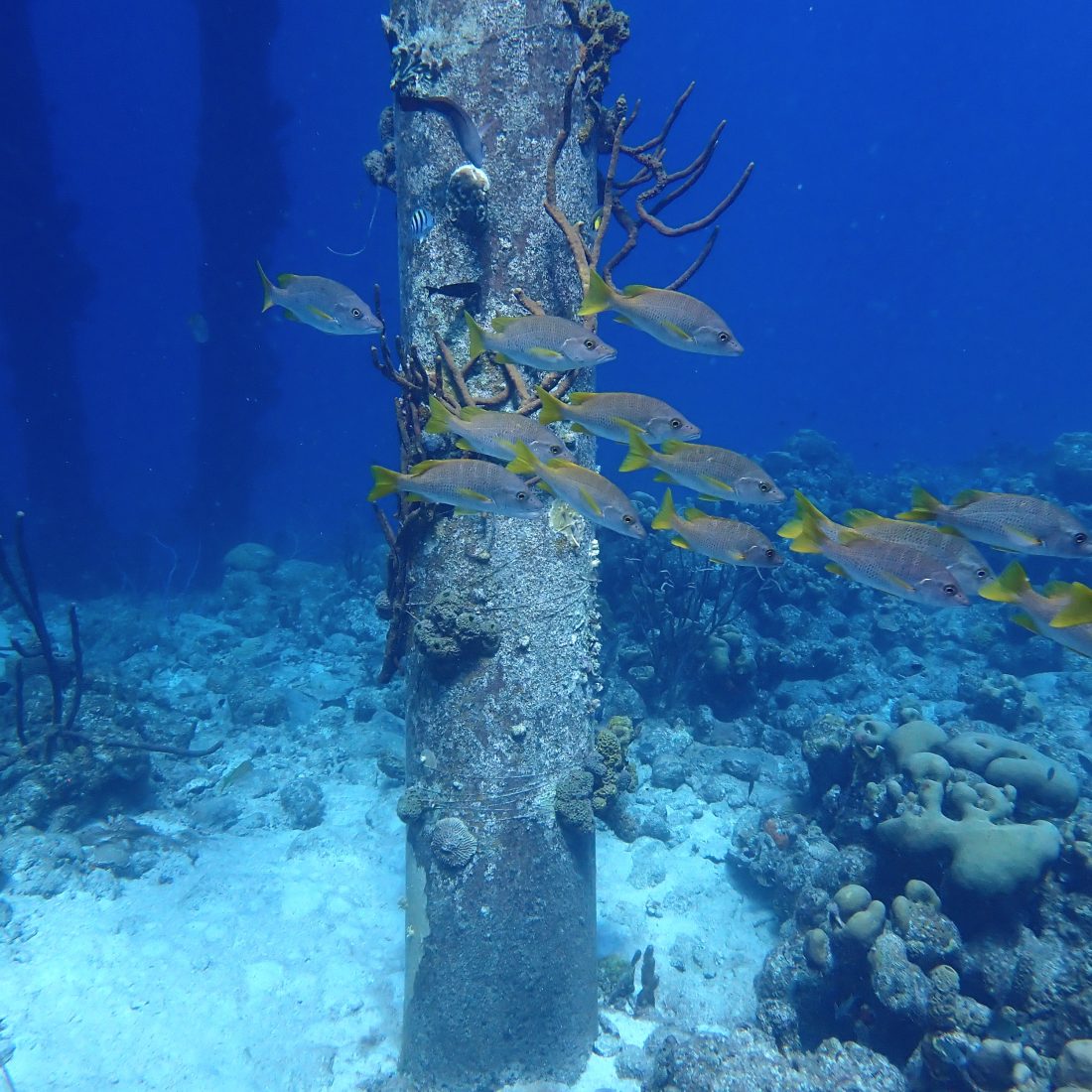 Duiken op Bonaire: de beste duikplekken van het eiland