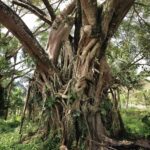 Bohol, Filipijnen: uitgebreide reisgids + handige tips (2024)