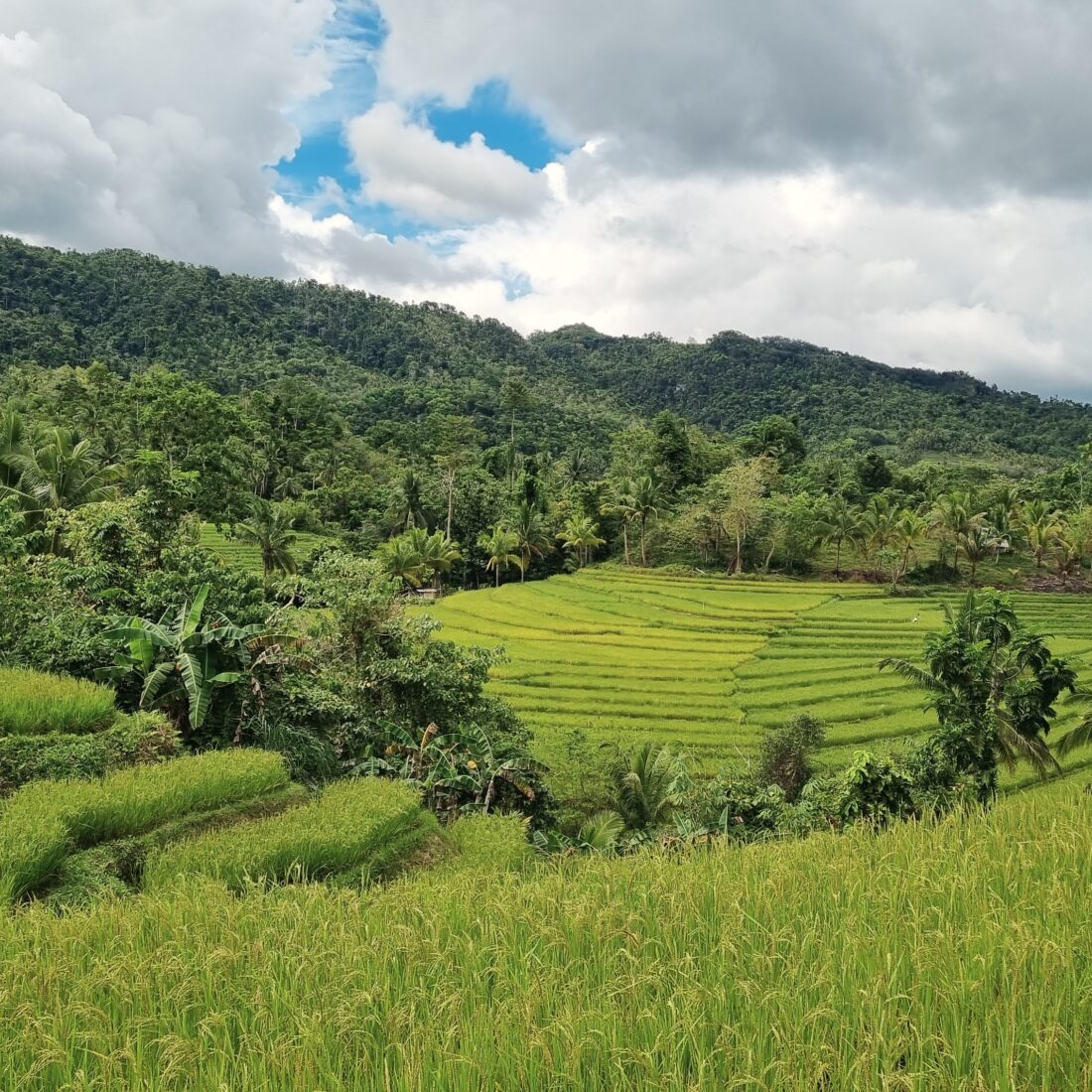 Bohol, Filipijnen: uitgebreide reisgids + handige tips (2024)