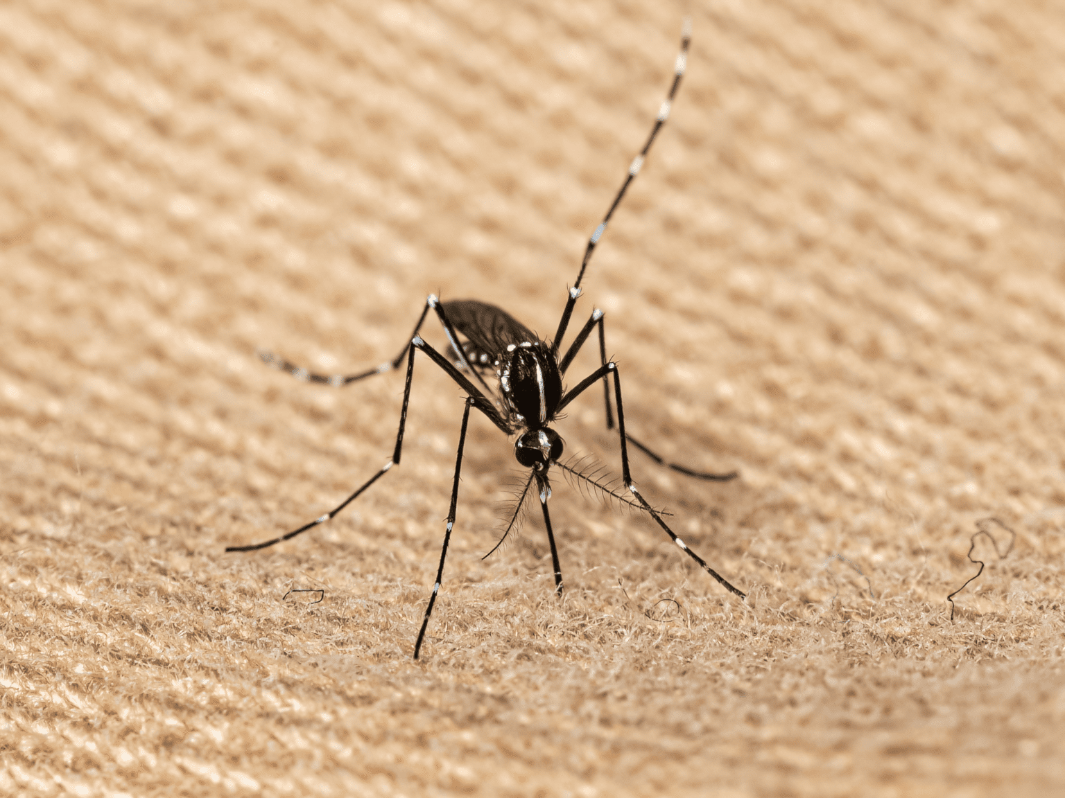 Wat is dengue (knokkelkoorts) en hoe kun je het voorkomen? Reistips
